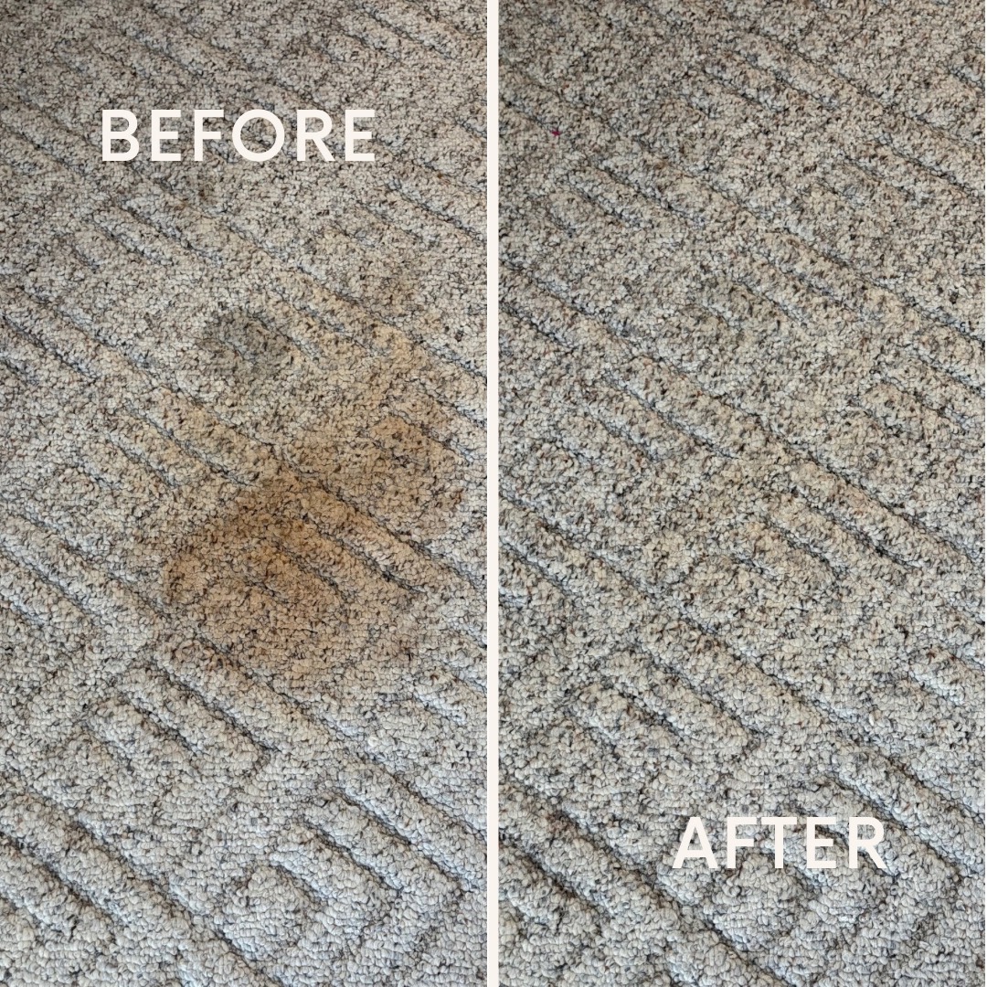 Should You Shampoo Carpet in Rexburg, Rigby & Surrounding Areas ...